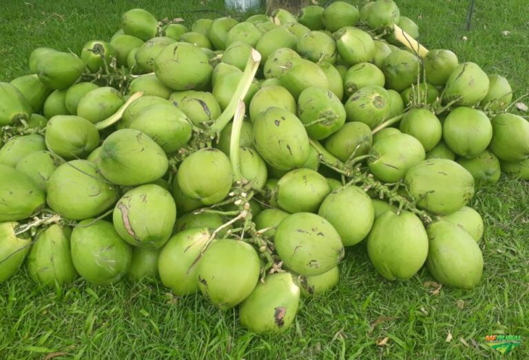 Coco verde é ideal para este período do ano